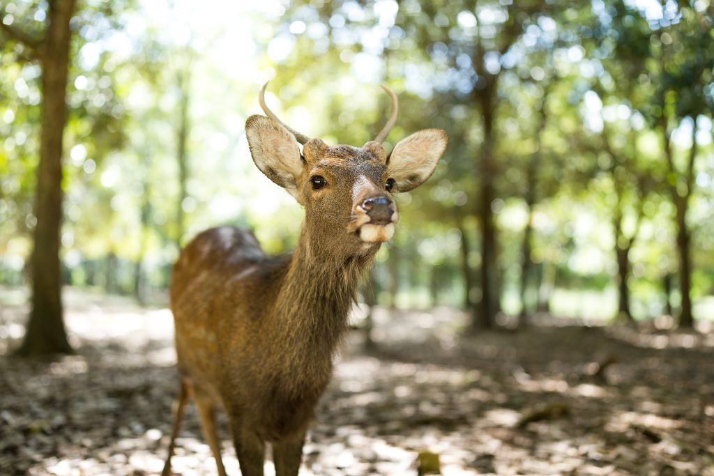 A Hiker’s Guide to Wildlife Spotting in North Carolina – The Farmstead ...